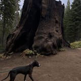 Chicago Stump Trail, California - 73 Reviews, Map | AllTrails