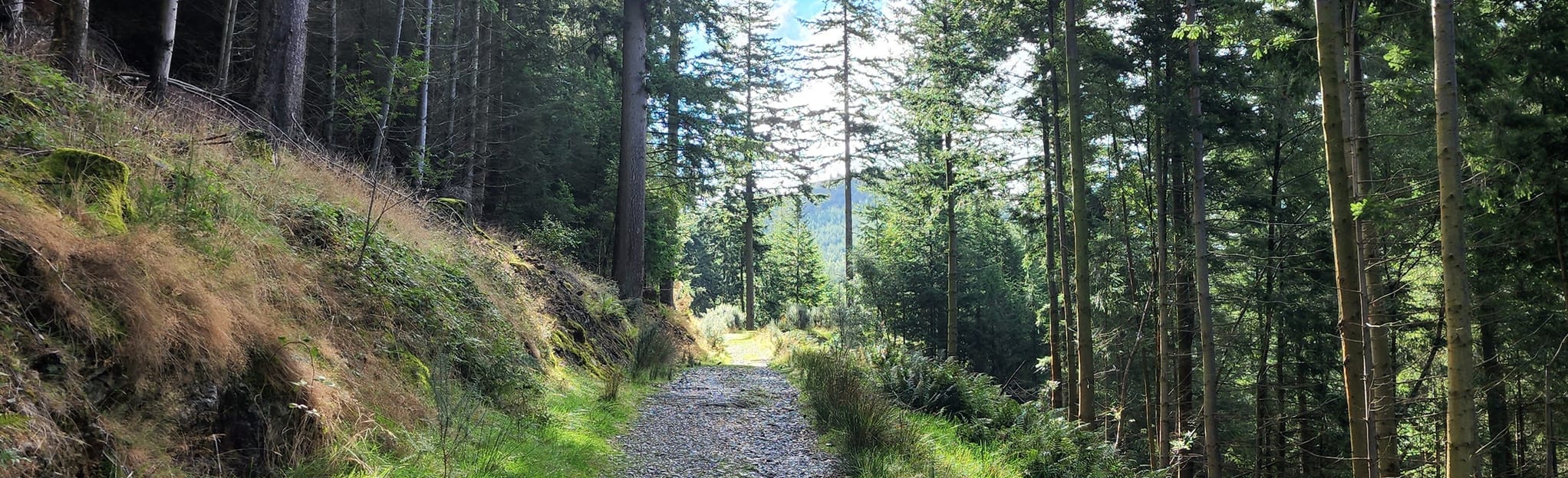 Dodd Wood Short Circular, Cumbria, England - 63 Reviews, Map | AllTrails