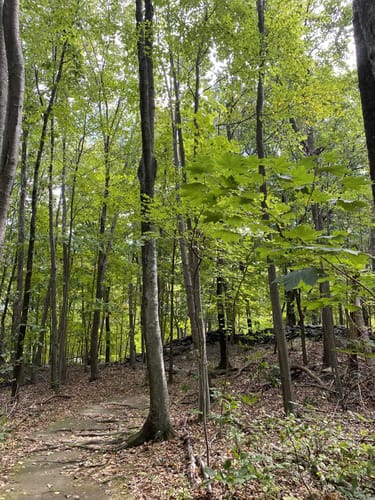 Best Hikes and Trails in Webb Mountain Discovery Zone | AllTrails