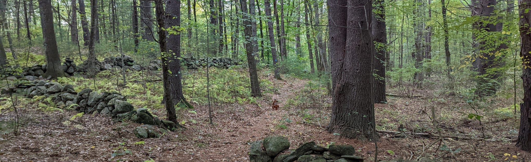 Fort Pond Brook Yellow and Blue Trail, Massachusetts - 25 Reviews, Map ...