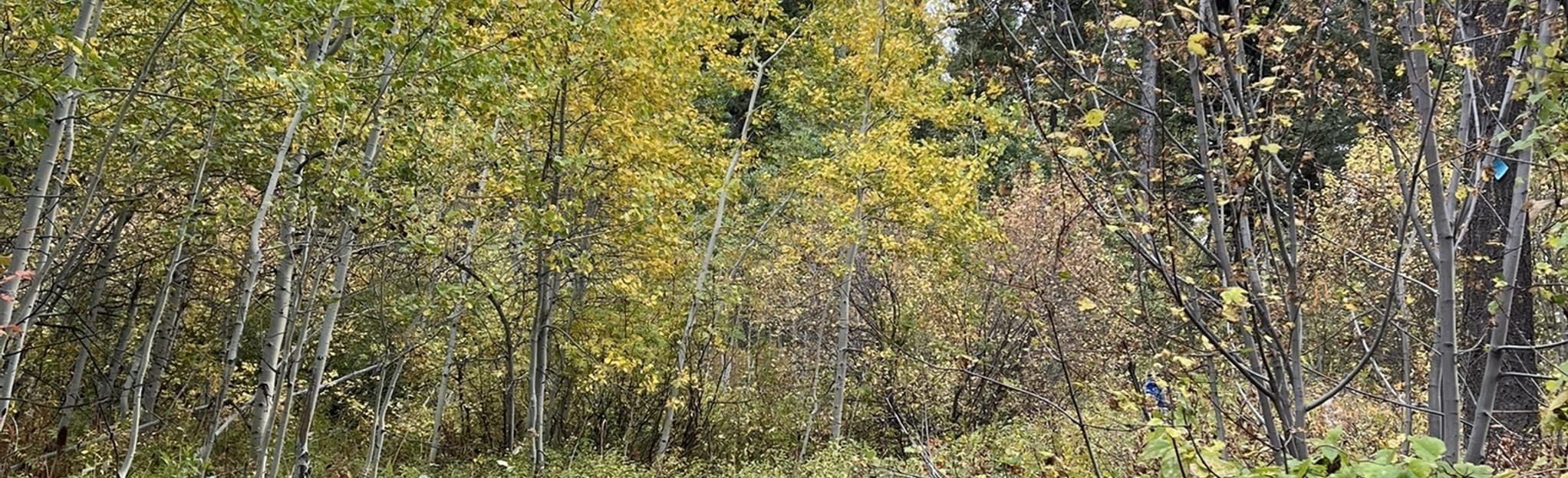 Buckskin Morgan Ridge Trail: 108 Reviews, Map - Idaho | AllTrails