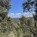 Long Gully Track Loop, Victoria, Australia - 58 Reviews, Map | AllTrails