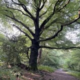 Banstead Woods Nature Circular, Surrey, England - 629 Reviews, Map ...