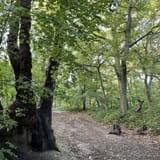Banstead Woods Nature Circular, Surrey, England - 629 Reviews, Map ...