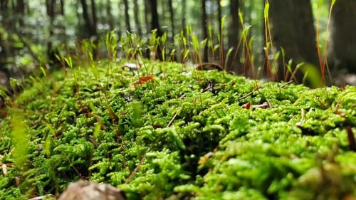 Best Hikes and Trails in McCabe Forest | AllTrails