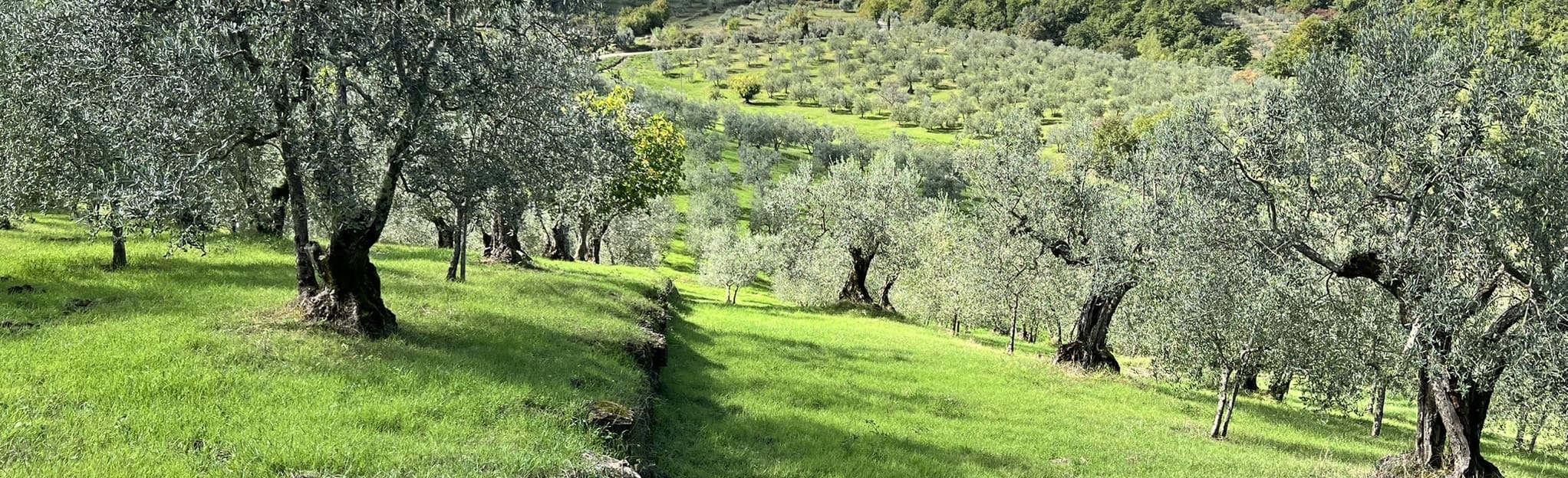 Greve in Chianti - Montefioralle Loop: 127 Reviews, Map - Tuscany ...