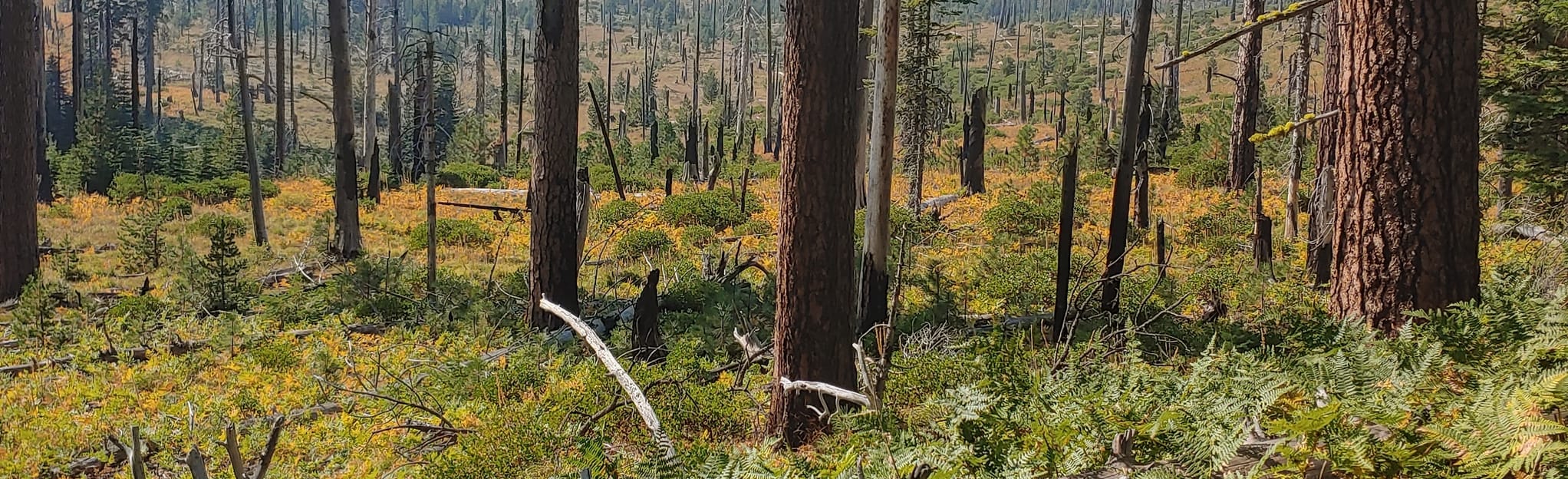 Cache Mountain via National Forest Road 900 and 800, Oregon - 9 Reviews ...