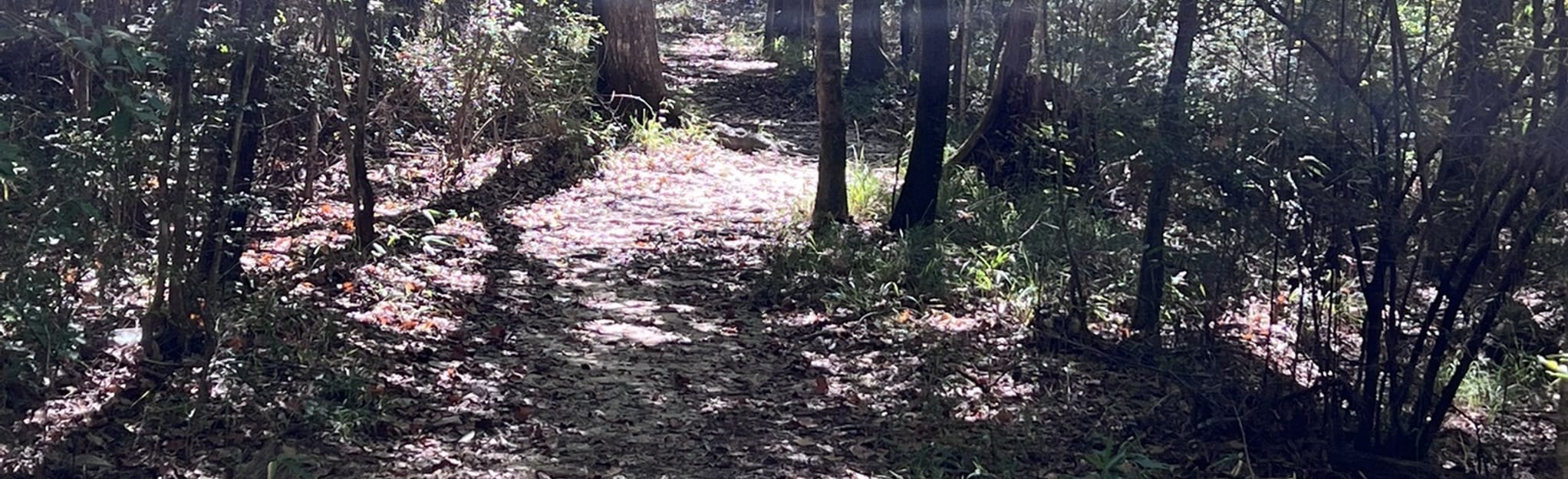 Village Slough Inner Loop Trail: 42 Reviews, Map - Texas | AllTrails