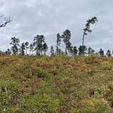 Blueberry, Grave Ridge and Creek Trail Loop , Pennsylvania - 21 Reviews ...