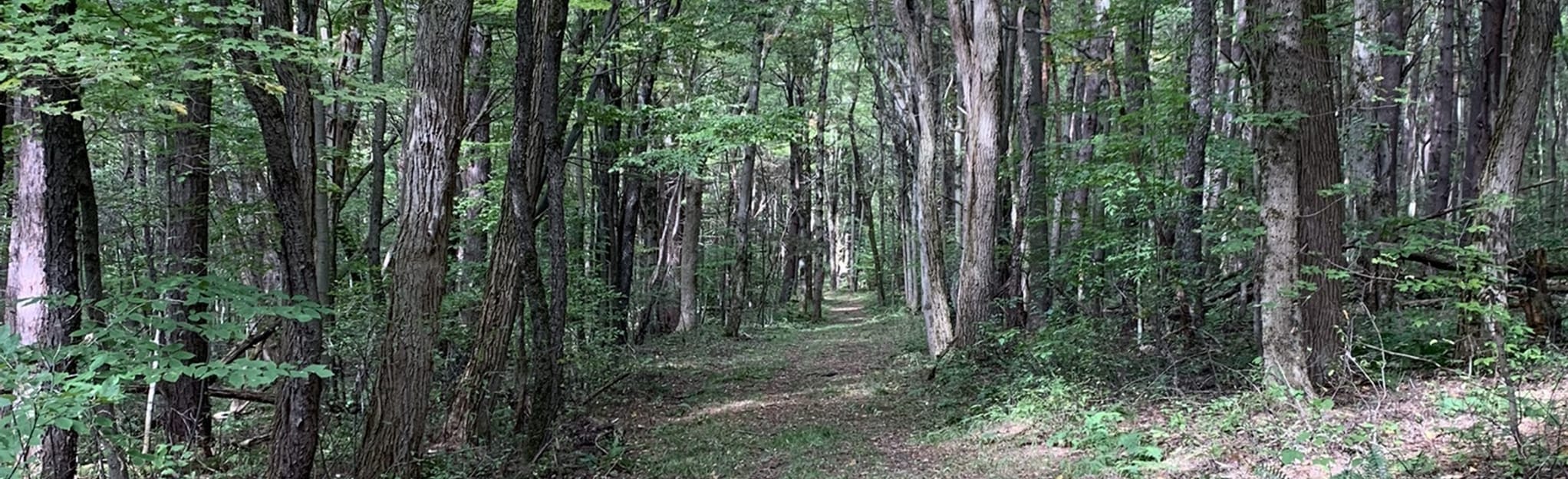 Phillips Creek Trail 1 Loop, New York - 16 Reviews, Map | AllTrails
