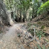 Tres Sendas Trail, California - 276 Reviews, Map | AllTrails