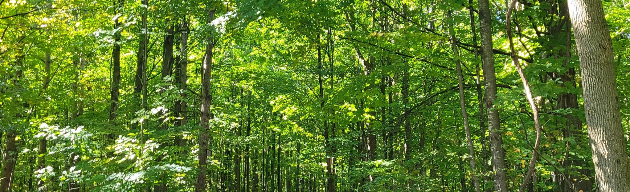 Guindon Red Loop: 11 Reviews, Map - Ontario, Canada | AllTrails