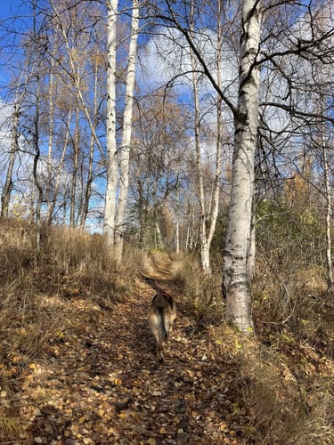 2023 Best Views Trails in Nancy Lake State Recreation Area | AllTrails