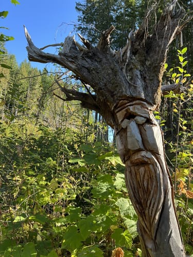 Best Hikes and Trails in Cat Lake Recreation Site | AllTrails