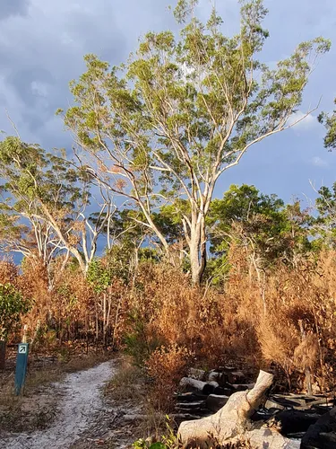 10 Best Trails and Hikes in K'gari (Fraser Island) | AllTrails