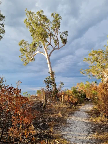 2023 Best 10 Wildlife Trails in K'gari (Fraser Island) | AllTrails
