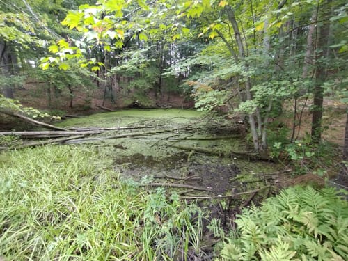 Best Hikes and Trails in Crooked Spring Reservation | AllTrails