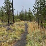 Three Fingered Jack Loop, Oregon - 270 Reviews, Map | AllTrails