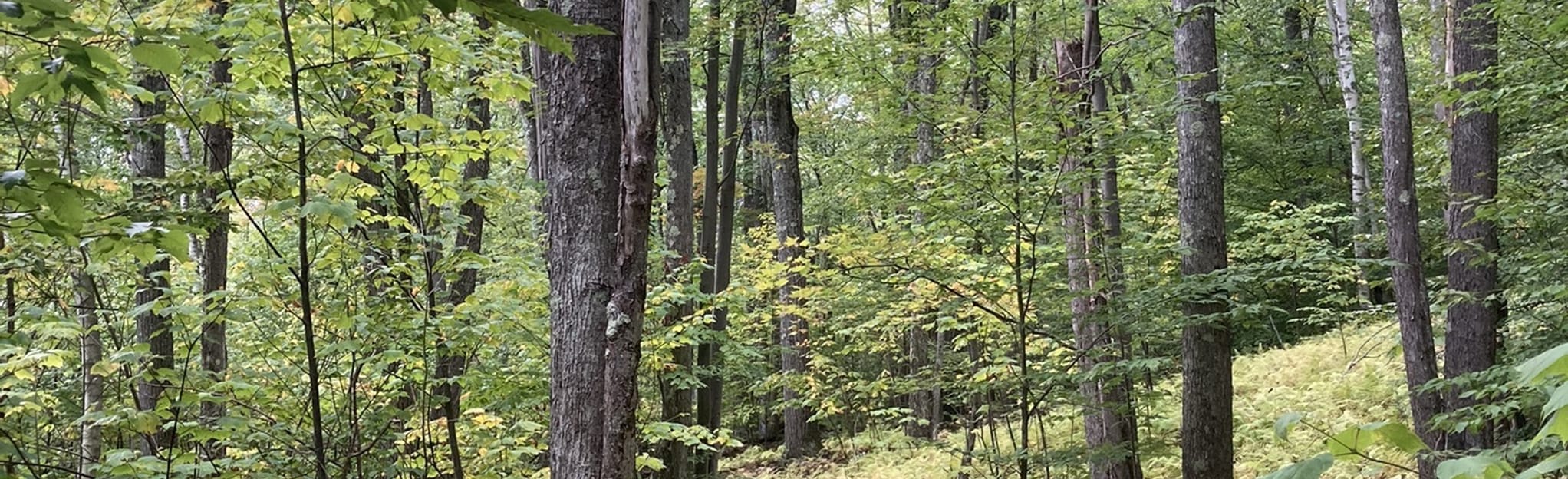 Middle Ridge Trail, Pennsylvania - 15 Reviews, Map | AllTrails