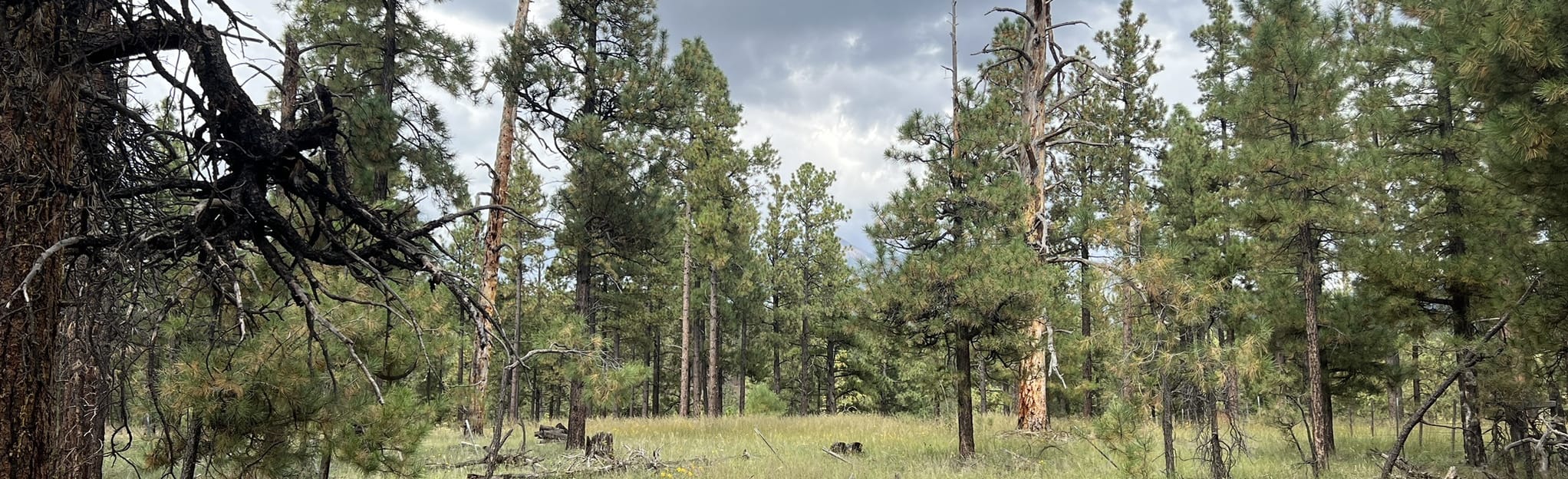 Mars Hill Trail, Arizona - 1,149 Reviews, Map | AllTrails