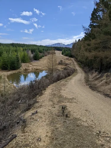 Best Hikes and Trails in Naseby Forest | AllTrails