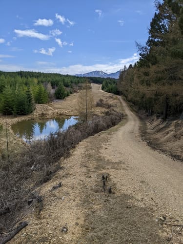 Best Hikes and Trails in Naseby Forest | AllTrails