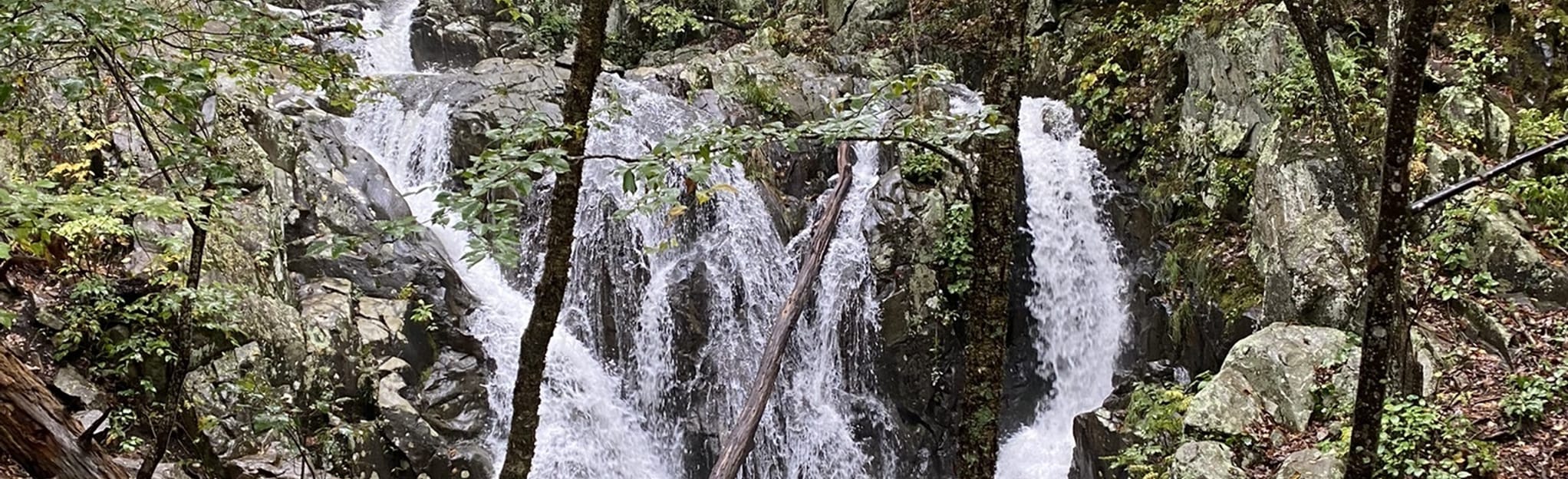 Rose River Falls - Virginia | AllTrails
