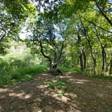 Blue Ridge Gap to Sharp Top, Georgia - 99 Reviews, Map | AllTrails