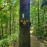 Blue Ridge Gap to Sharp Top, Georgia - 99 Reviews, Map | AllTrails