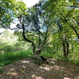 Blue Ridge Gap to Sharp Top, Georgia - 99 Reviews, Map | AllTrails