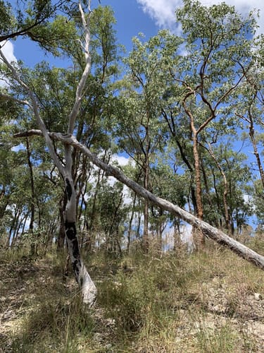 Best Hikes and Trails in Isla Gorge National Park | AllTrails