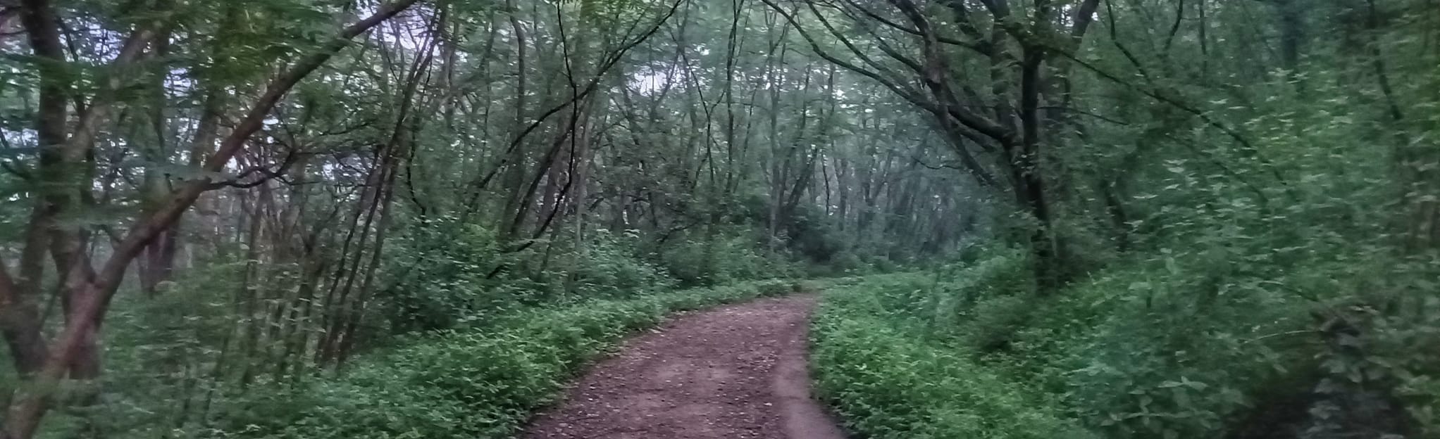 Taljai Forest Loop: 8 Reviews, Map - Maharashtra, India | AllTrails