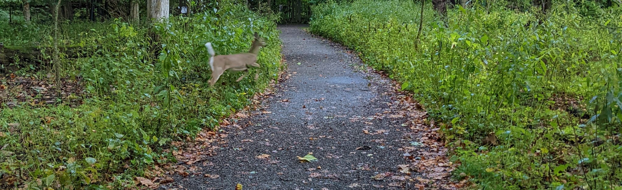 Bluebell, Big Willow Trails Loop: 78 Reviews, Map - Ohio | AllTrails
