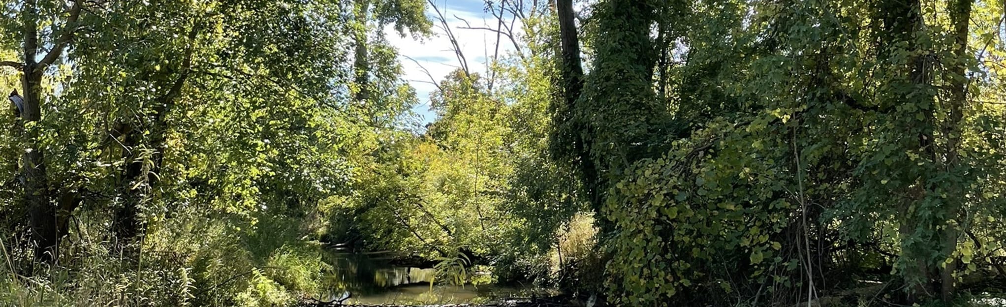 Hayhoe Riverwalk via W Howell Rd, Michigan - 123 Reviews, Map | AllTrails