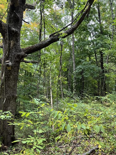 Best Hikes and Trails in Jericho Hill Recreation Area | AllTrails