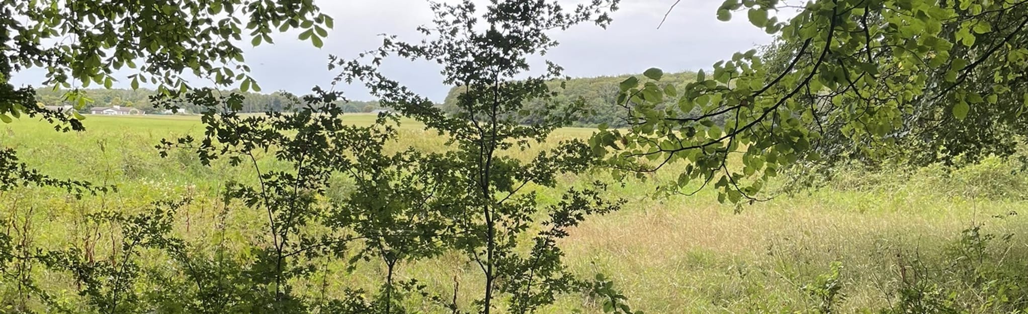 Kilcornan Woodland: 82 Reviews, Map - County Galway, Ireland | AllTrails