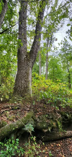 Best Hikes and Trails in Reinhardt Forest Preserve | AllTrails