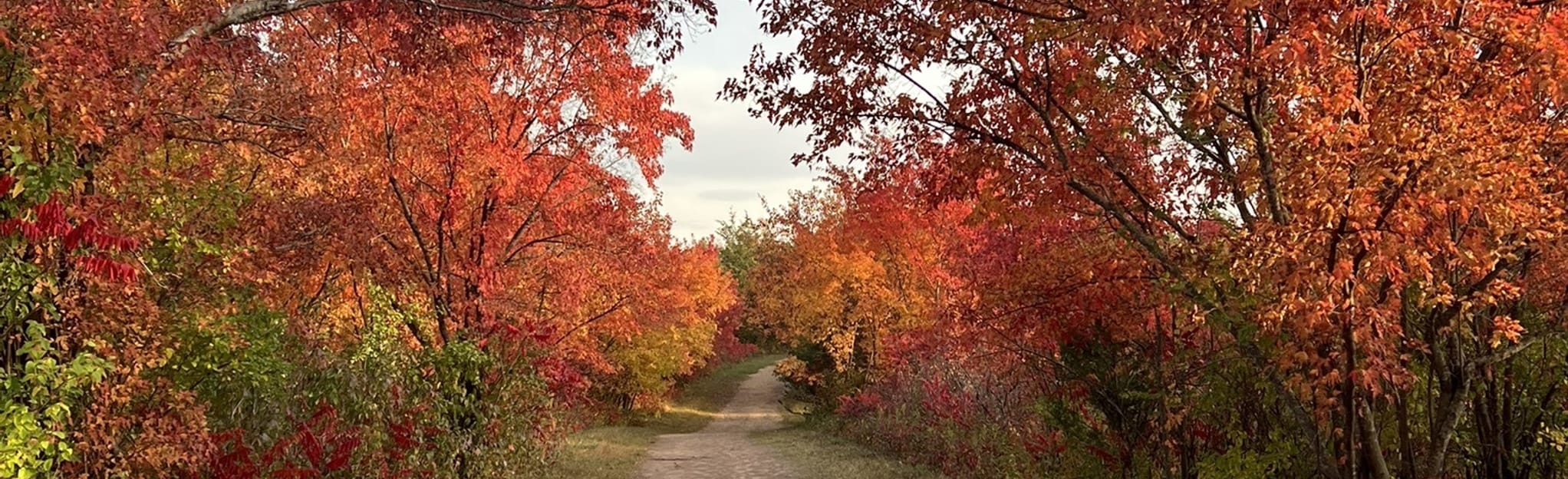 Oak Ridge Trail, Knapweed Trail, and Pioneer Trail Loop, Wisconsin - 59 ...
