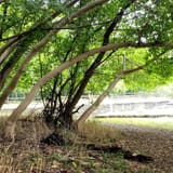 Virginius Island Trail, West Virginia - 203 Reviews, Map | AllTrails