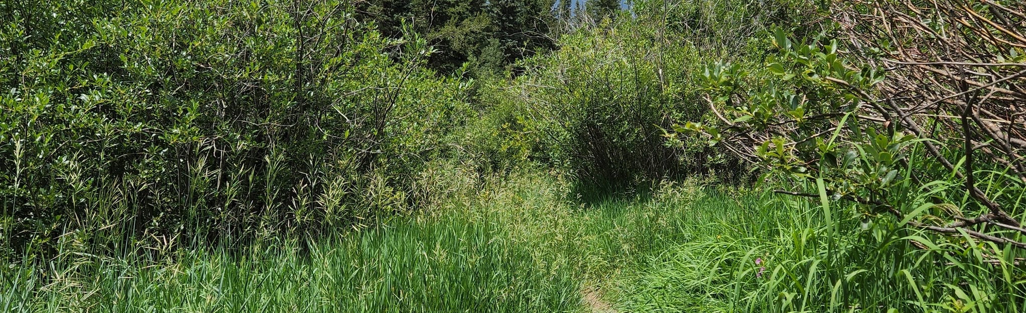 Rampart Reservoir via Rainbow Gulch Trail: 1901 Reviews, Map - Colorado ...