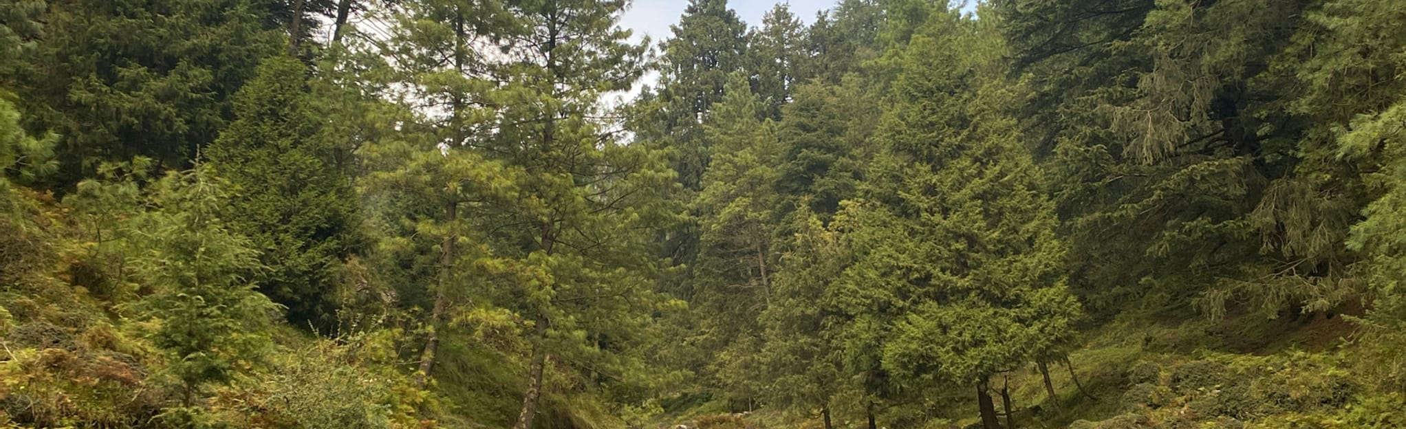 Shali Tibba Trek, Himachal Pradesh, India - 13 Reviews, Map | AllTrails