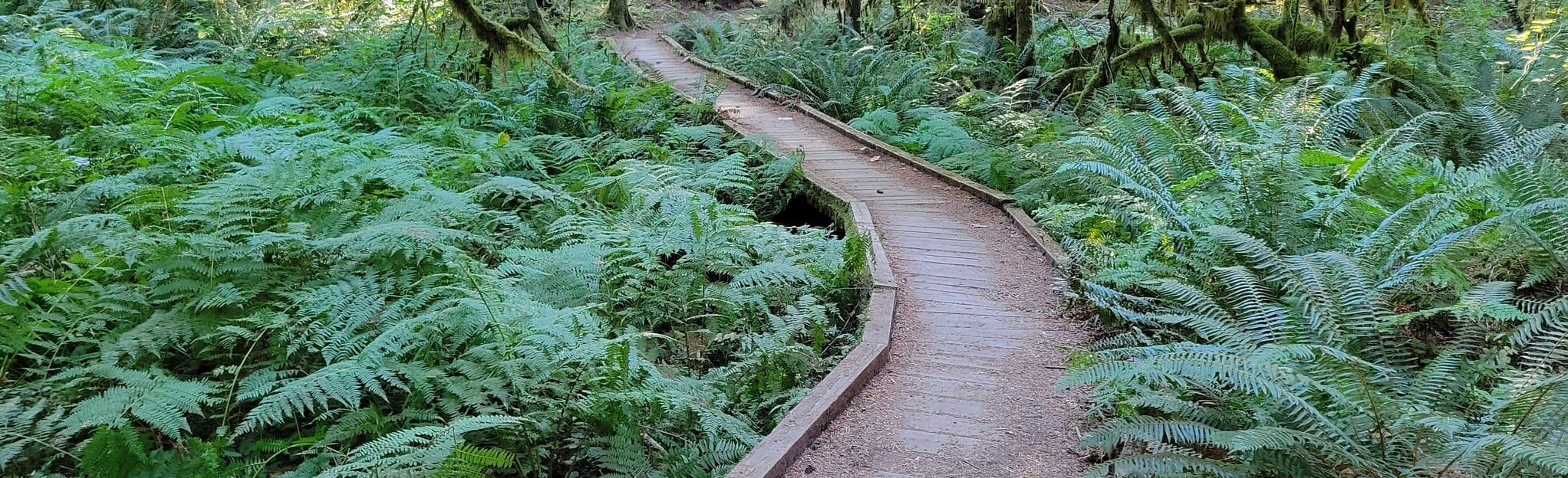 Ancient Groves Nature Trail: 437 Reviews, Map - Washington | AllTrails