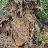 Lumber Ridge Trail, Tennessee - 211 Reviews, Map | AllTrails