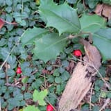 Lumber Ridge Trail, Tennessee - 211 Reviews, Map | AllTrails