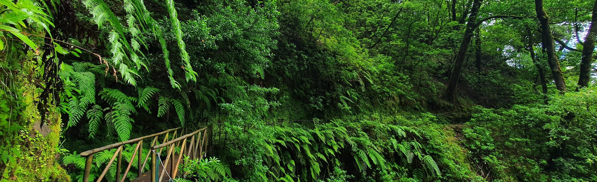 Circular Route of the PR14 trail - Levada dos Cedros, Madeira, Portugal ...