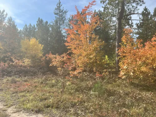 10 Best Hikes and Trails in Escanaba River State Forest | AllTrails