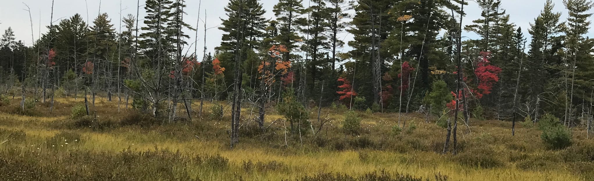 Clark Lake to Hwy 123, Michigan - 5 Reviews, Map | AllTrails