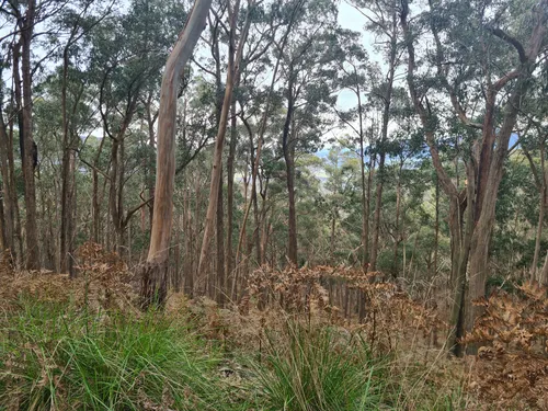 Best Hikes and Trails in Mount Cole State Forest | AllTrails