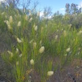 Mullewa Wildflower Walk, Western Australia, Australia - 9 Reviews, Map ...