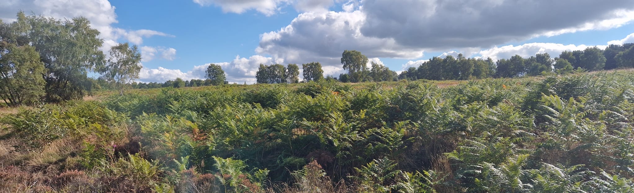 Brindley Heath: Green Trail, Staffordshire, England - 6 Reviews, Map ...
